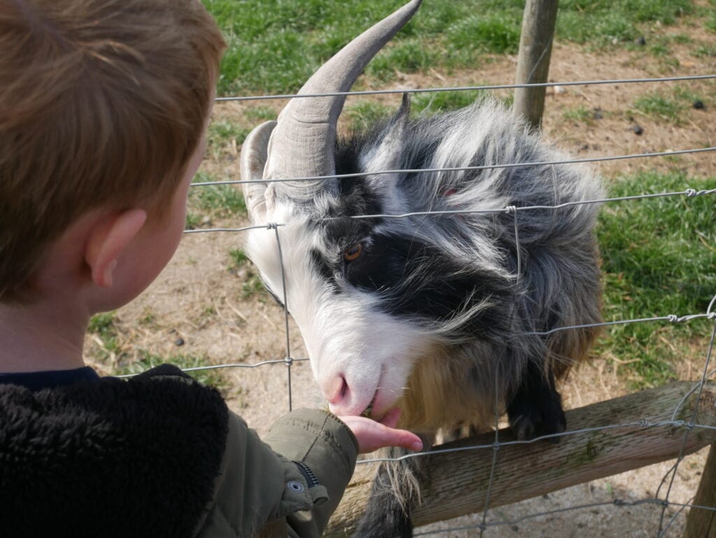 Hall Farm Park - Where To Go With Kids - Lincolnshire