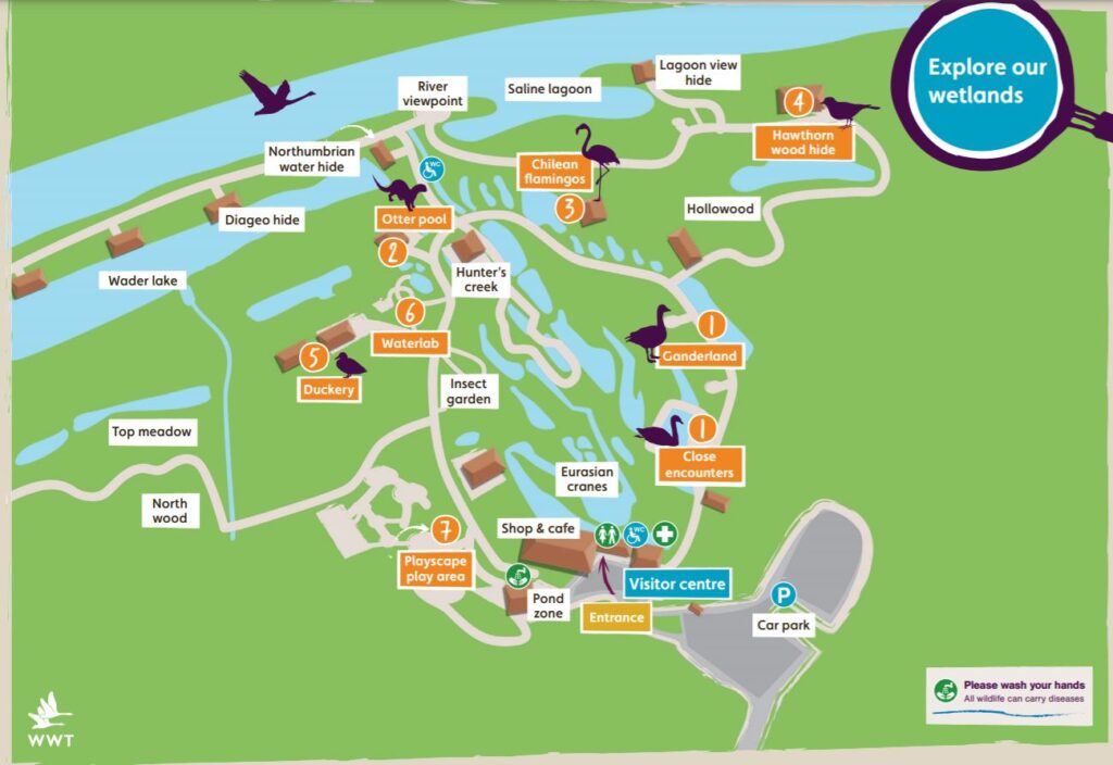 WWT Washington Wetland Centre - Where To Go With Kids - County Durham