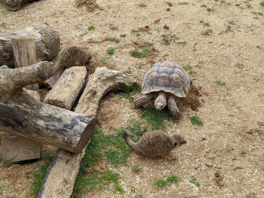 Askham Bryan Wildlife Park - Where To Go With Kids