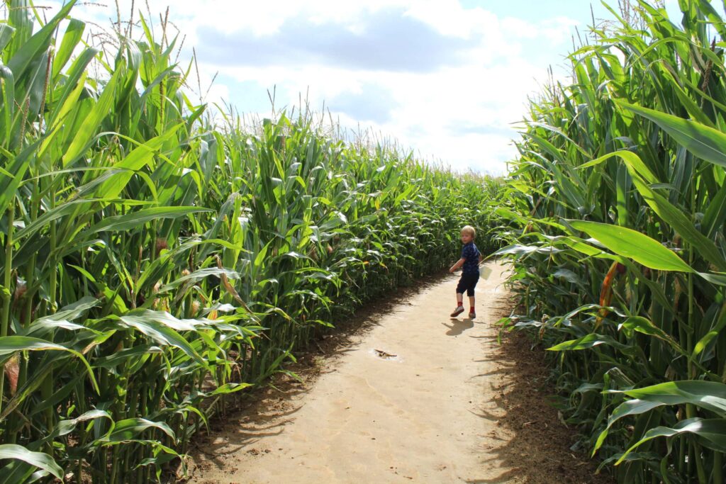 Thornton Abbey Maize Maze - Where To Go With Kids