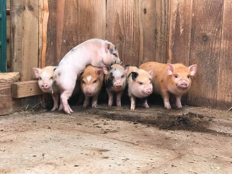 Small Breeds Farm Park and Owl Centre - Where To Go With Kids ...