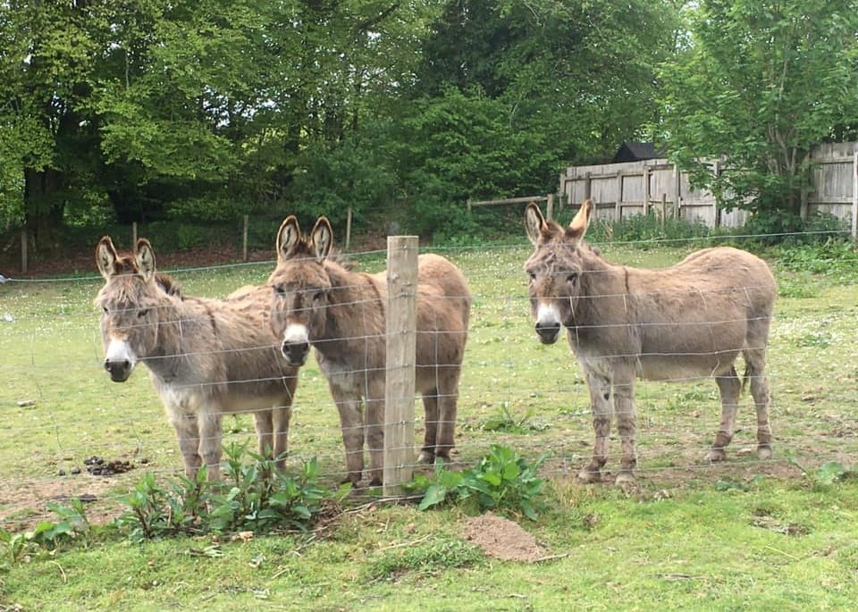 Tamar Valley Donkey Park - Where To Go With Kids - Cornwall