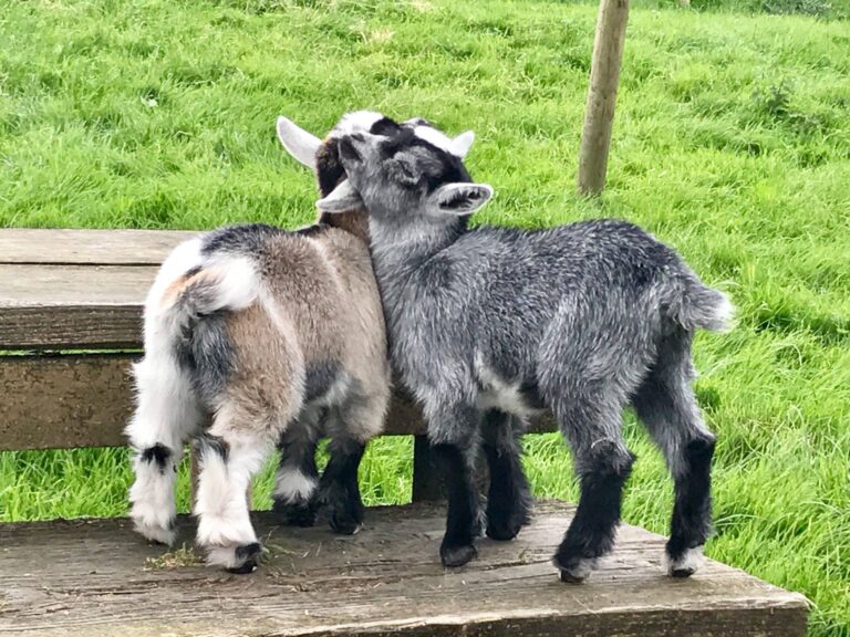 Longdown Activity Farm - Where to go With Kids - Hampshire