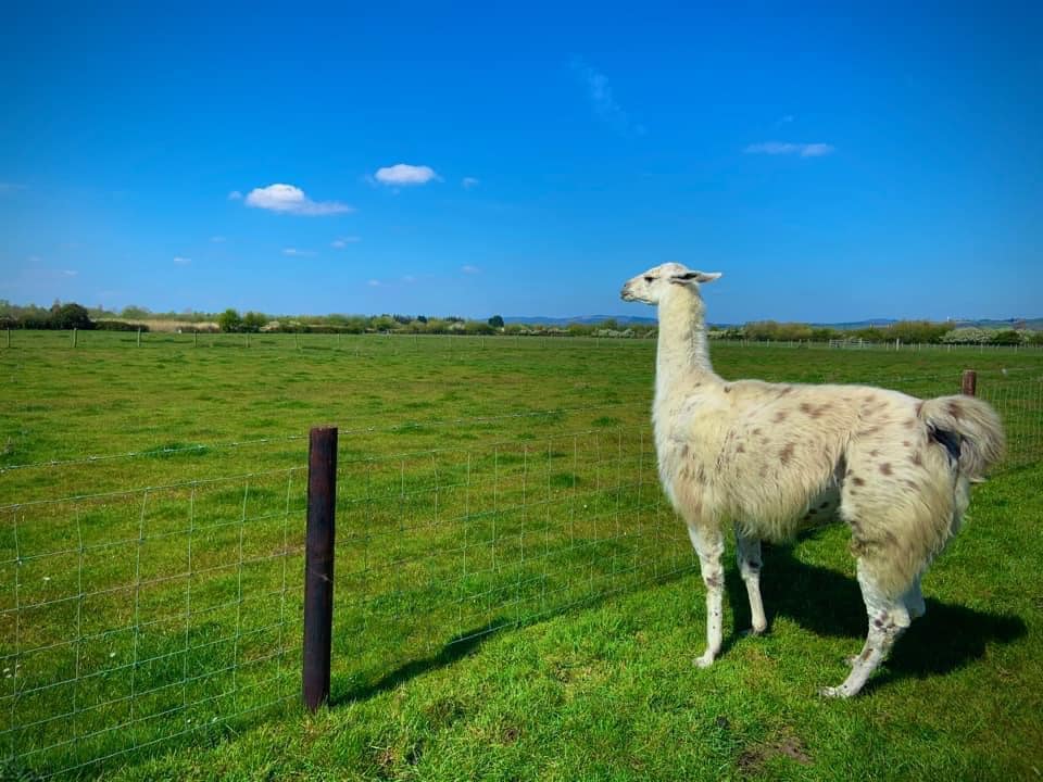 Walnut Tree Farm Park - Where to Go With Kids - South Wales