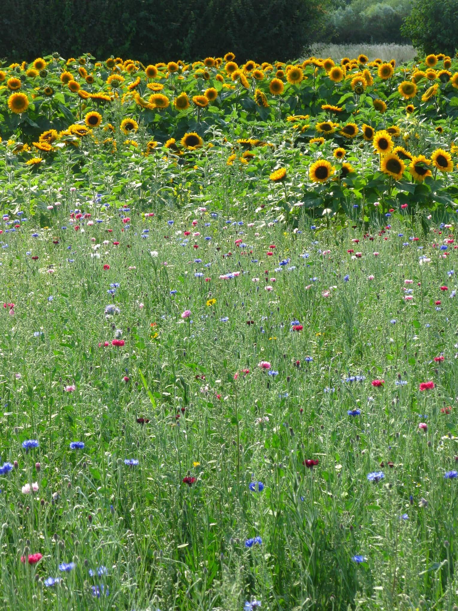 Confetti Flower Fields - Where To Go With Kids - Worcestershire