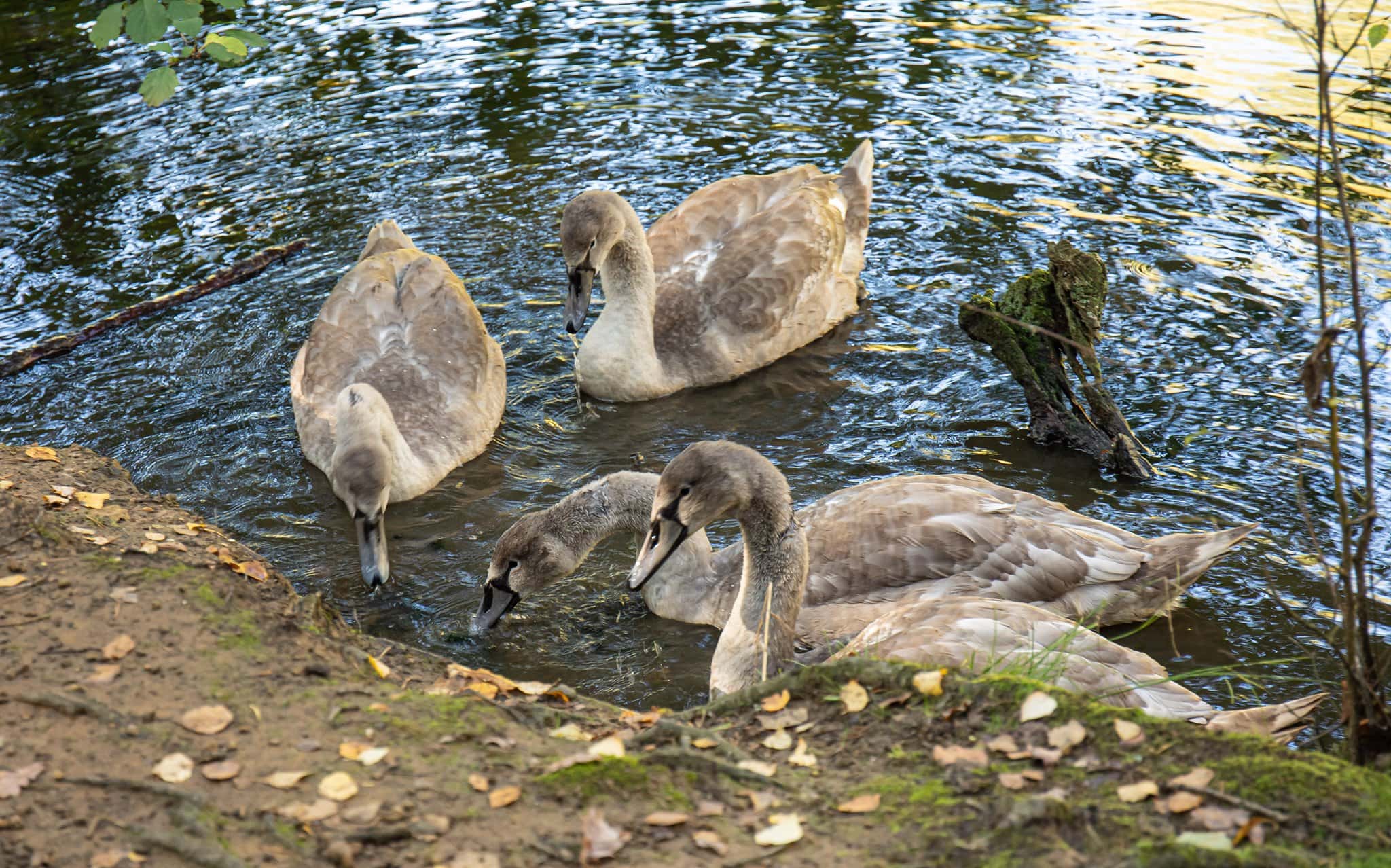 Rushmere Country Park - Where To Go With Kids - Bedfordshire