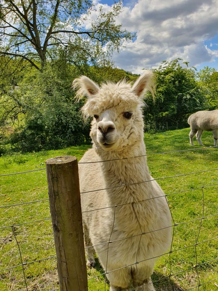 Meanwood Valley Urban Farm - Where To Go With Kids - West Yorkshire