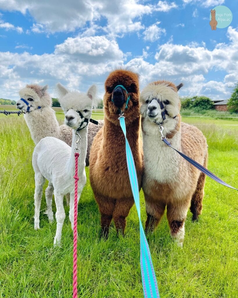 Ings Park Alpacas - Where To Go With Kids - East Yorkshire