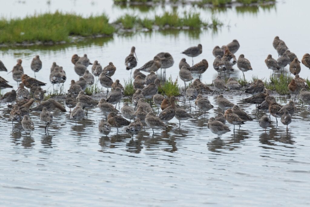 WWT Llanelli Wetland Centre - Where to Go With Kids - Carmarthenshire