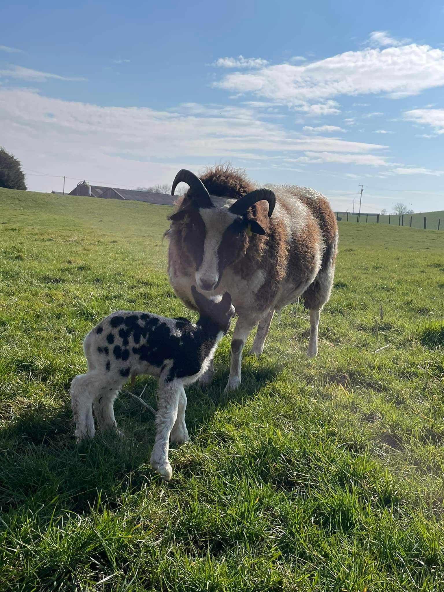 Ernespie Farm - Where To Go With Kids - Dumfries and Galloway
