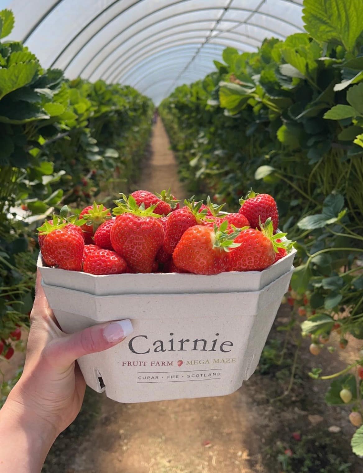 Cairnie Fruit Farm and Mega Maze - Where To Go With Kids - Fife