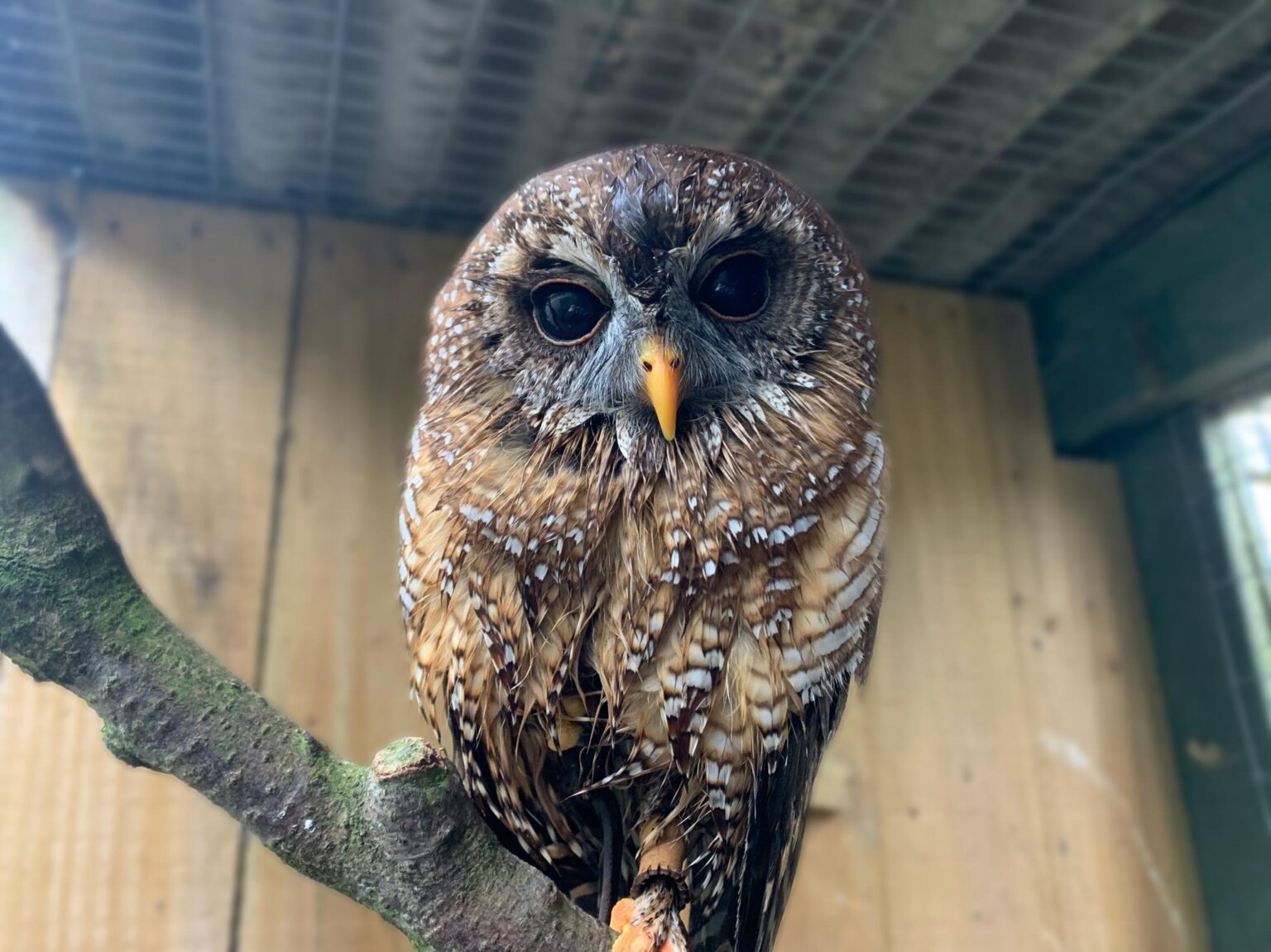 Scottish Owl Centre - Where To Go With Kids - West Lothian