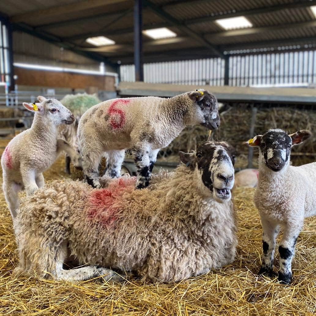 Thrift Farm Rural Centre - Where To Go With Kids - Buckinghamshire