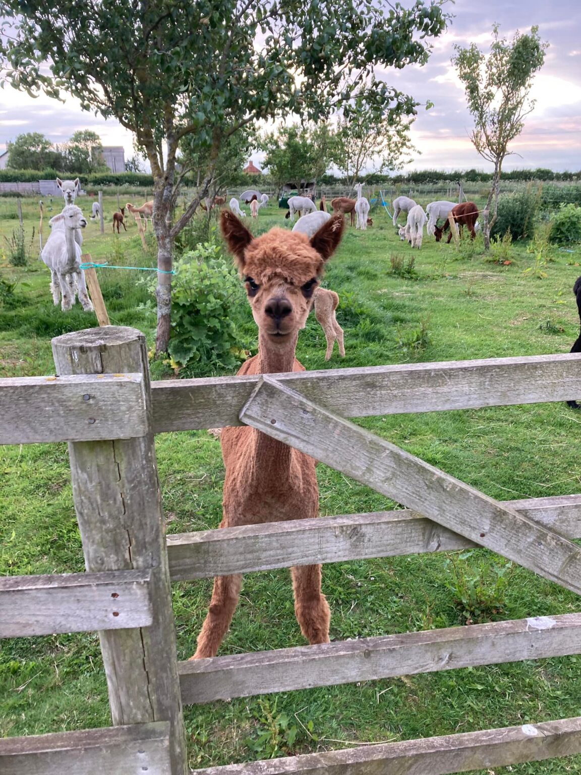 Sheriff Alpacas - Where To Go With Kids - North Yorkshire