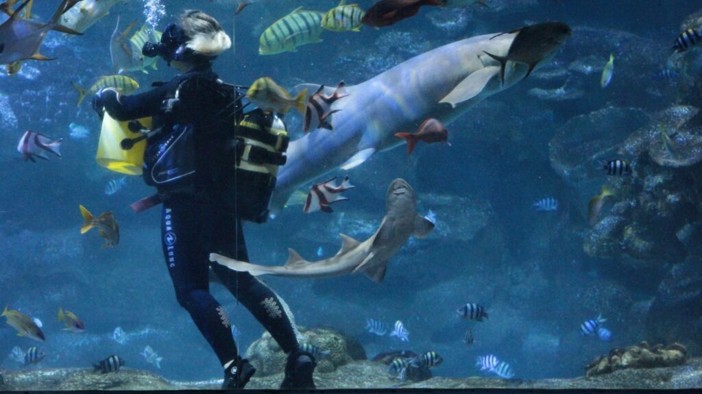 Blue Planet Aquarium - Where To Go With Kids - Cheshire