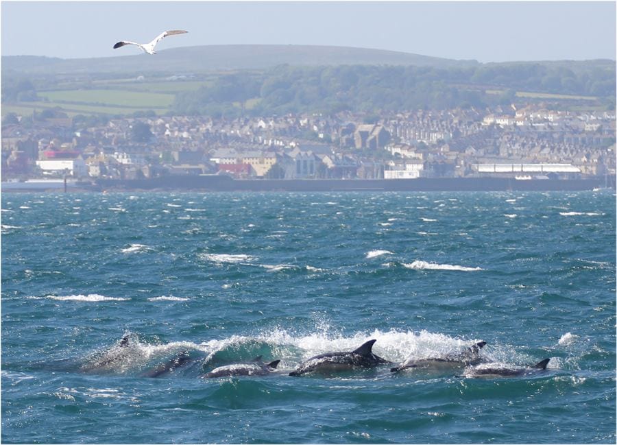 Marine Discovery Penzance - Where To Go With Kids - Cornwall