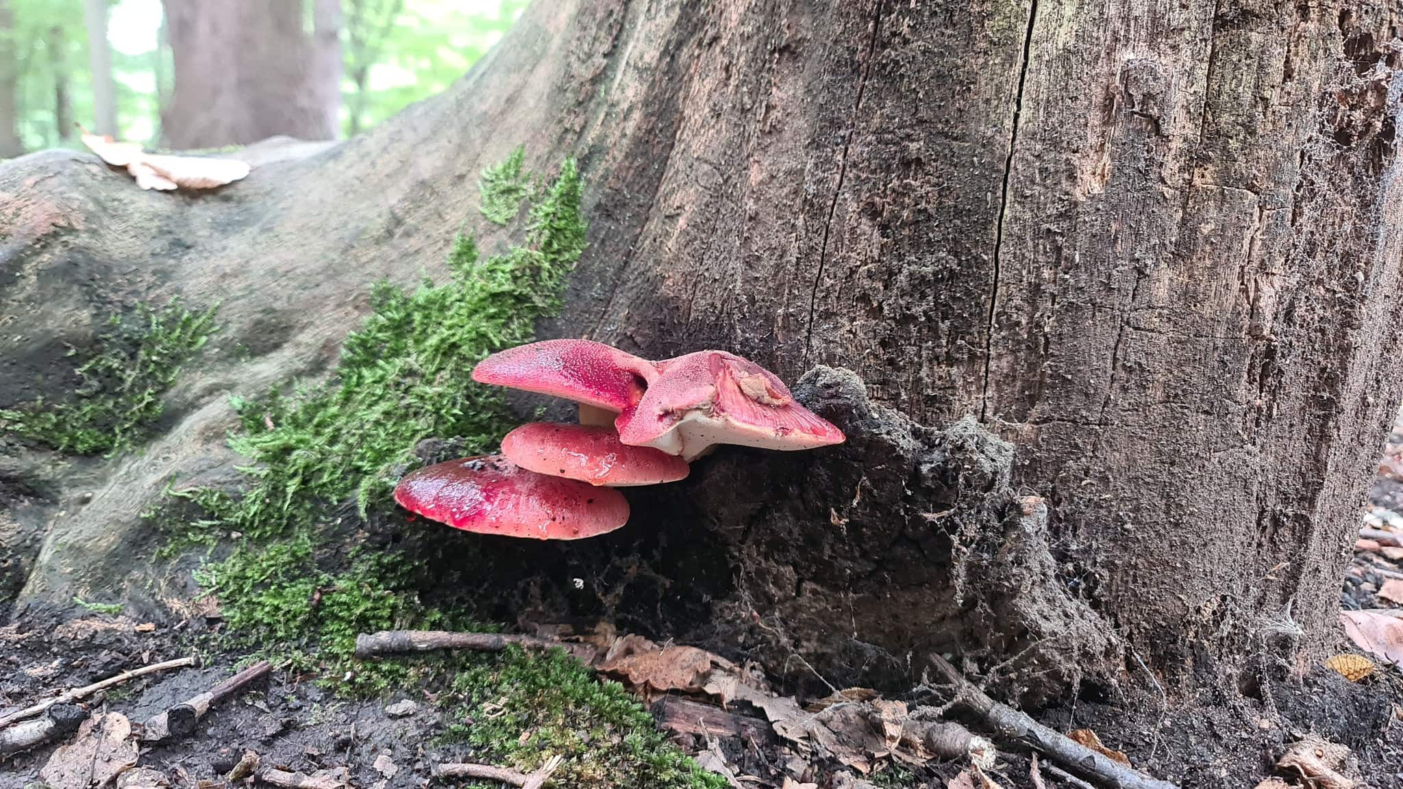 Belfairs Wood Park and Nature Reserve | Where to go with Kids