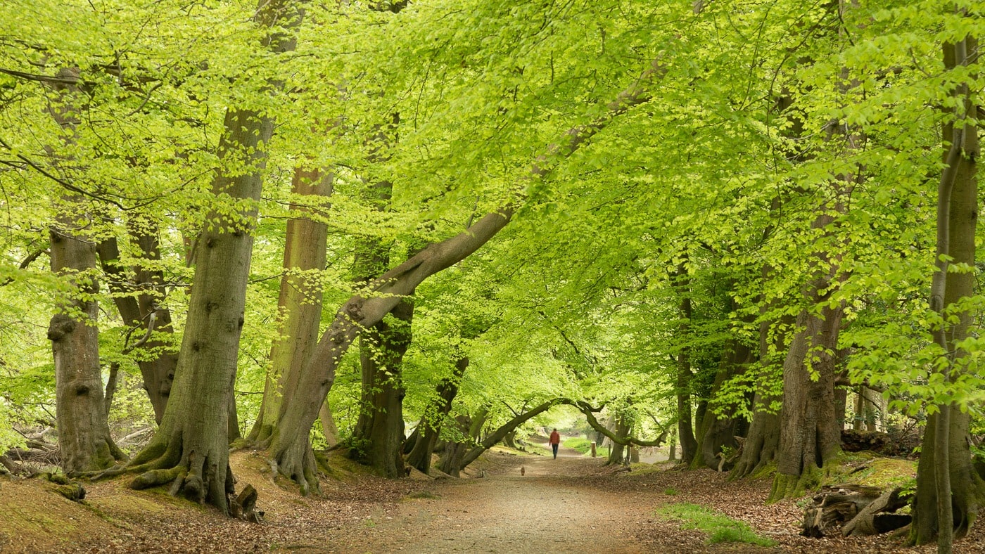 Ashridge Estate - Where To Go With Kids - Hertfordshire