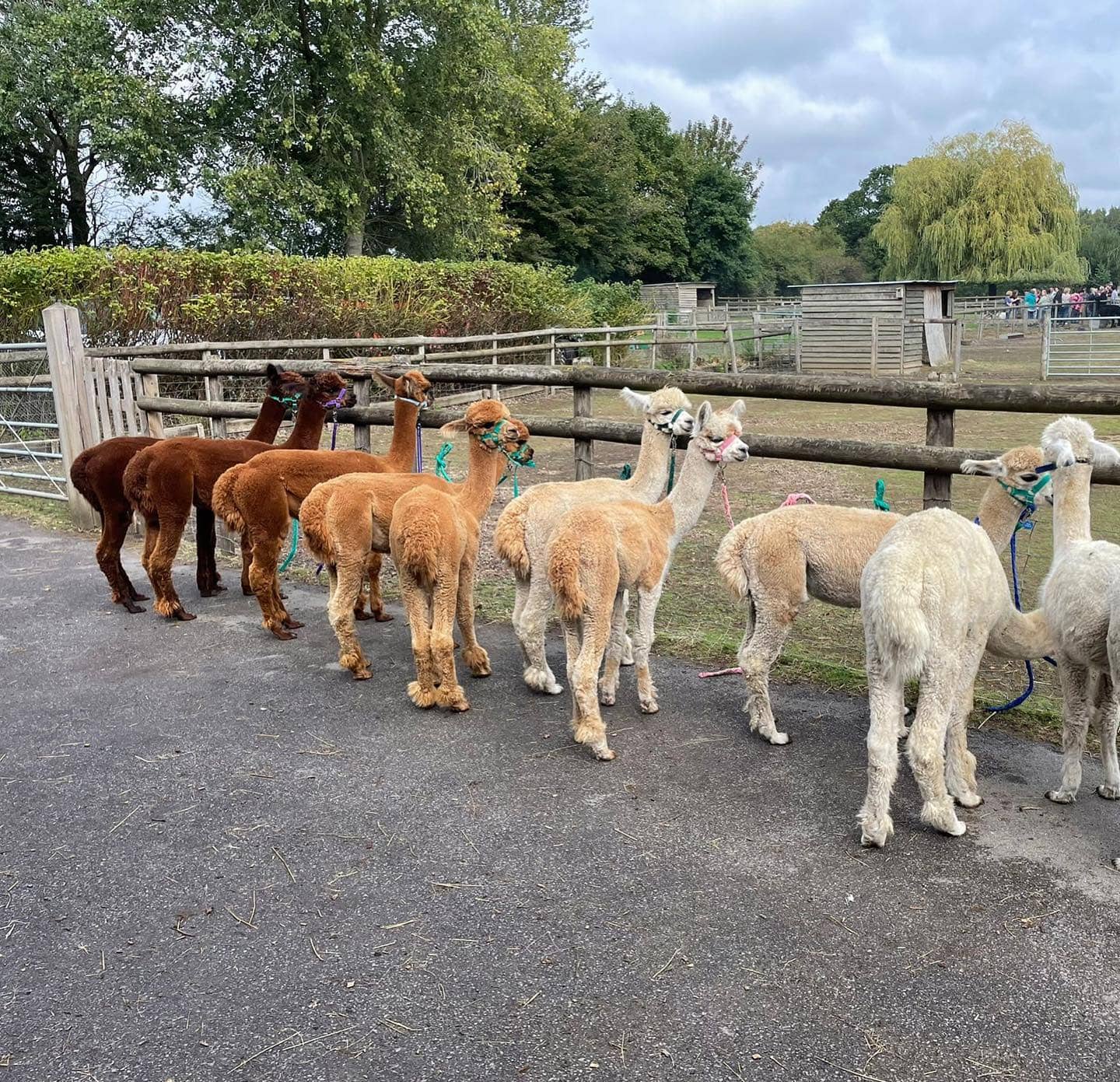 Pennybridge Farm Alpacas - Where To Go With Kids - Hampshire