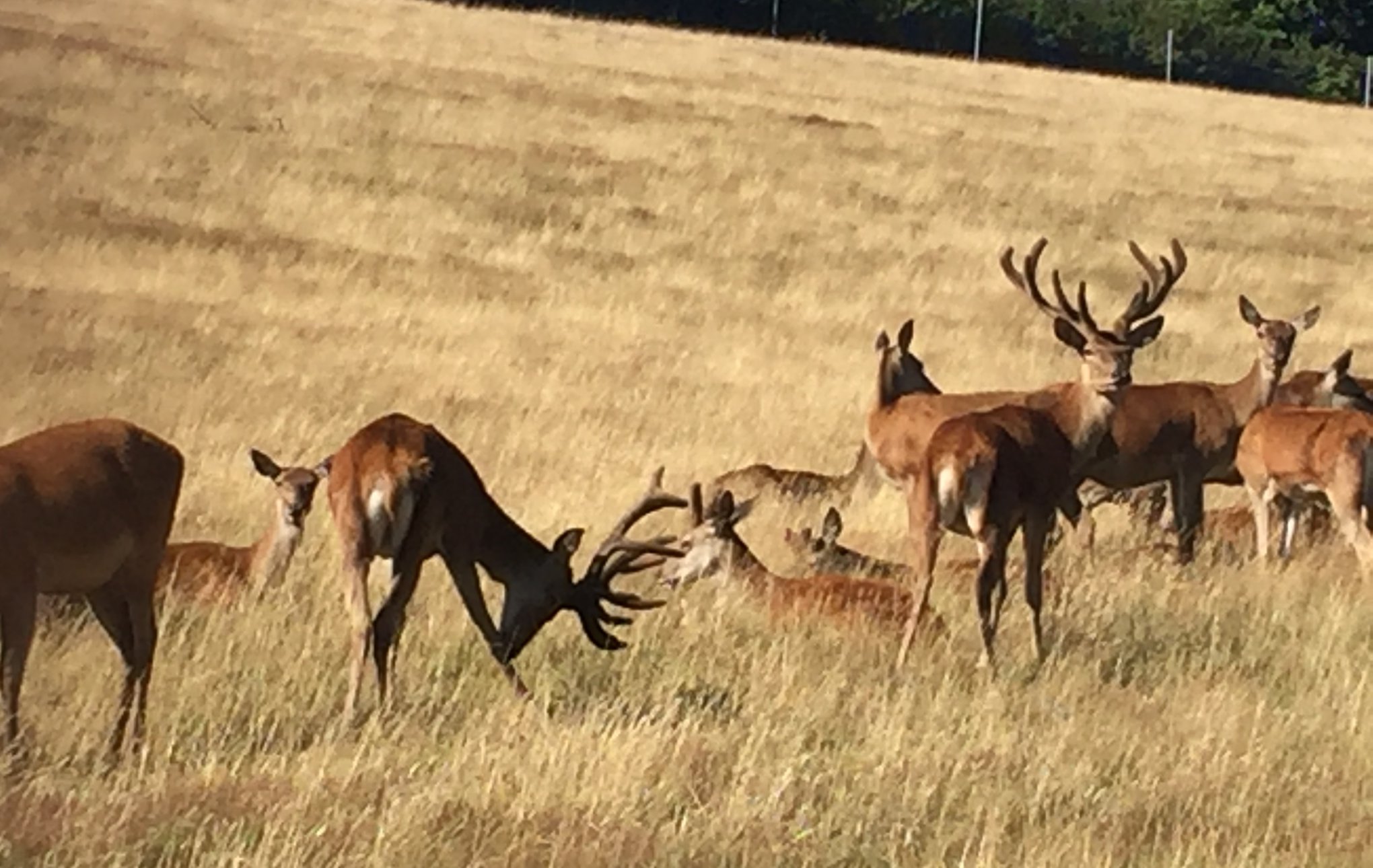 Isle of Wight Deer Farm - Where to go With Kids - Isle of Wight
