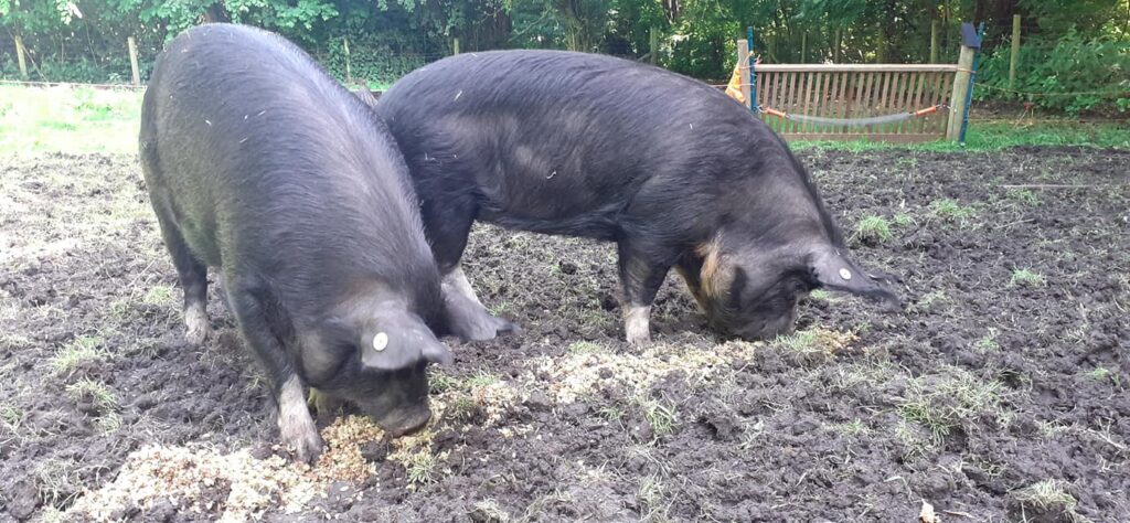 Rice Lane City Farm - Where to go With Kids - Merseyside