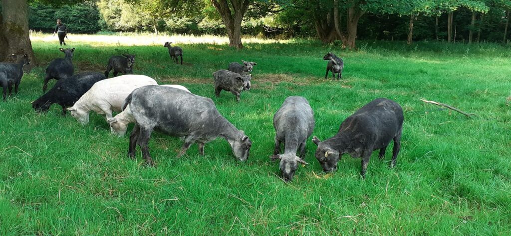 Rice Lane City Farm - Where to go With Kids - Merseyside