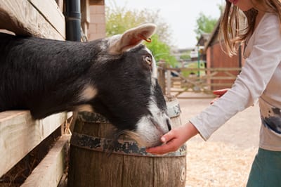 Stonehurst Family Farm and Motor Museum - Leicestershire