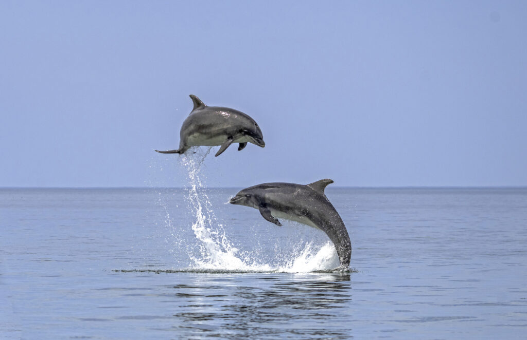 Dolphin Spotting Boat Trips - Where To Go With Kids - Ceredigion