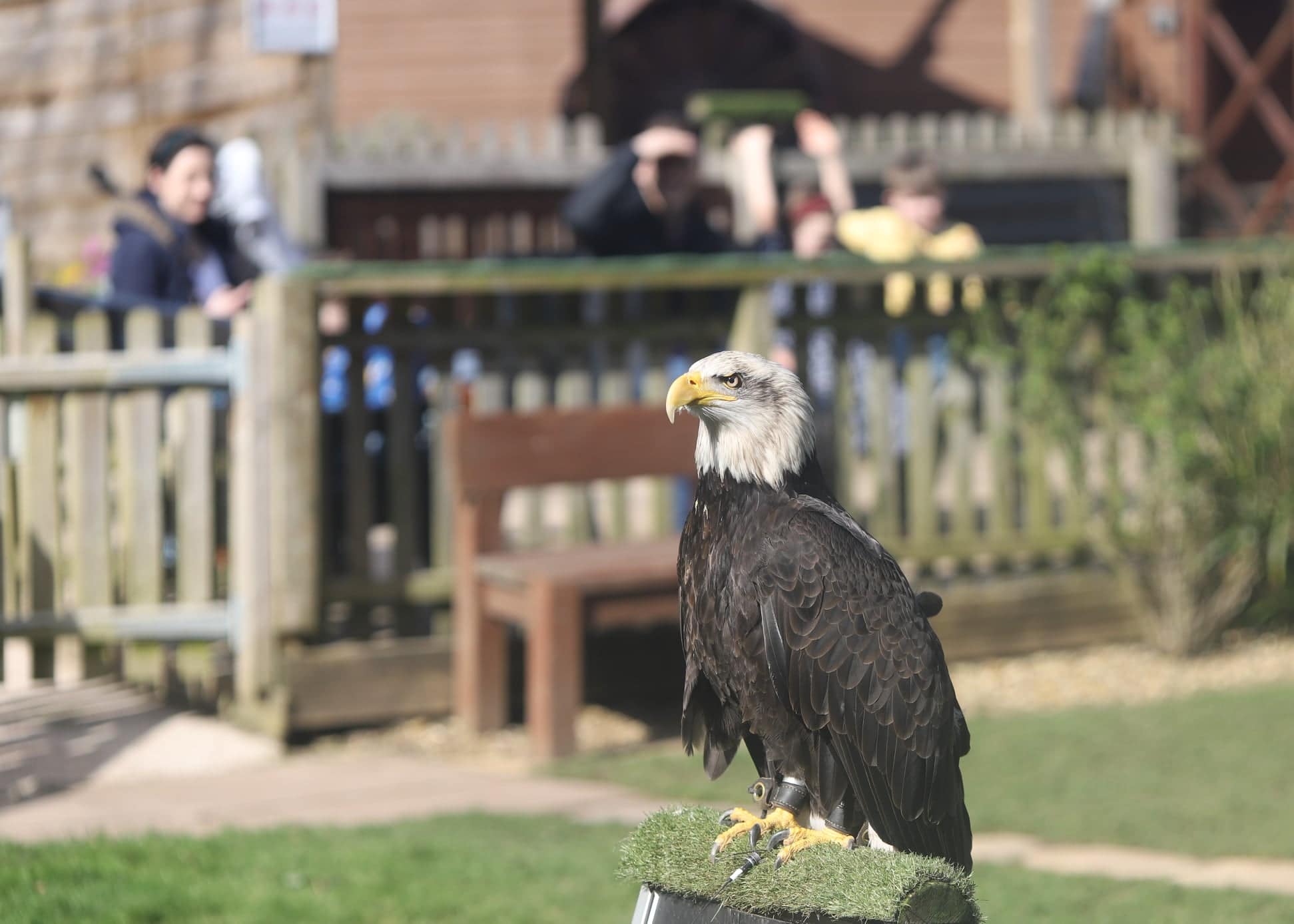 The Falconry Centre Hagley - Where To Go With Kids - West Midlands