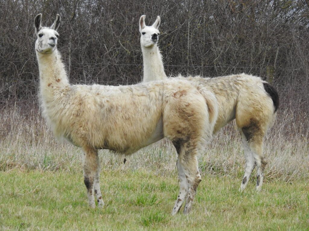 Chesworth Farm - Where To Go With Kids - Sussex