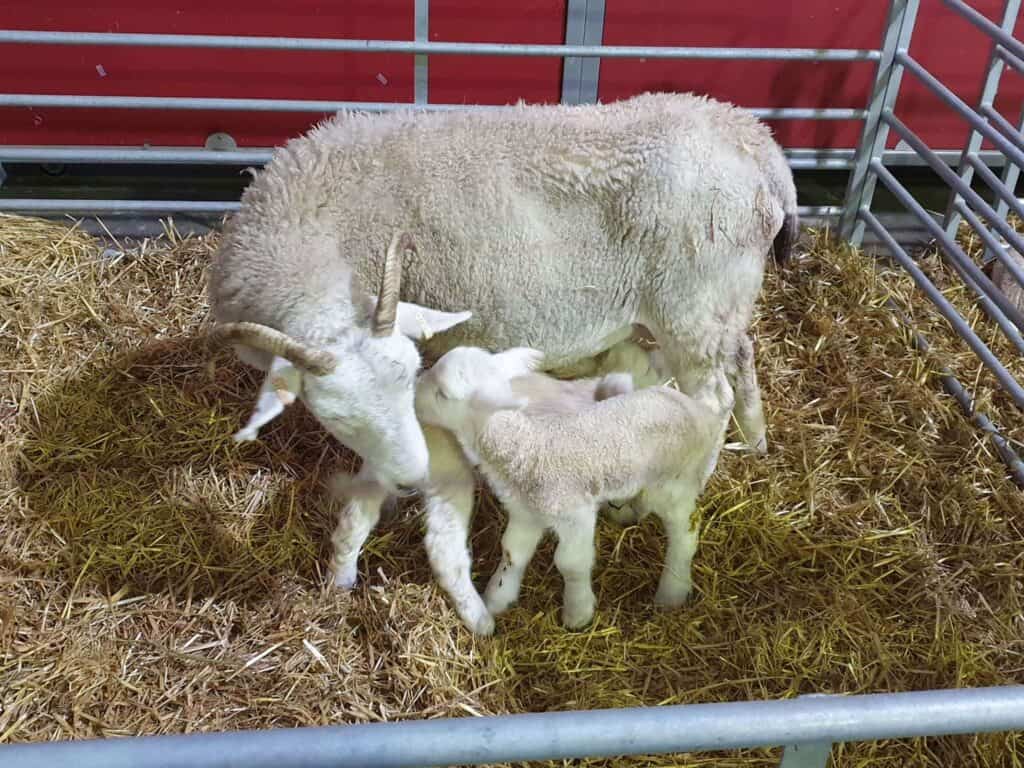 Barleylands Farm Park - Where To Go With Kids