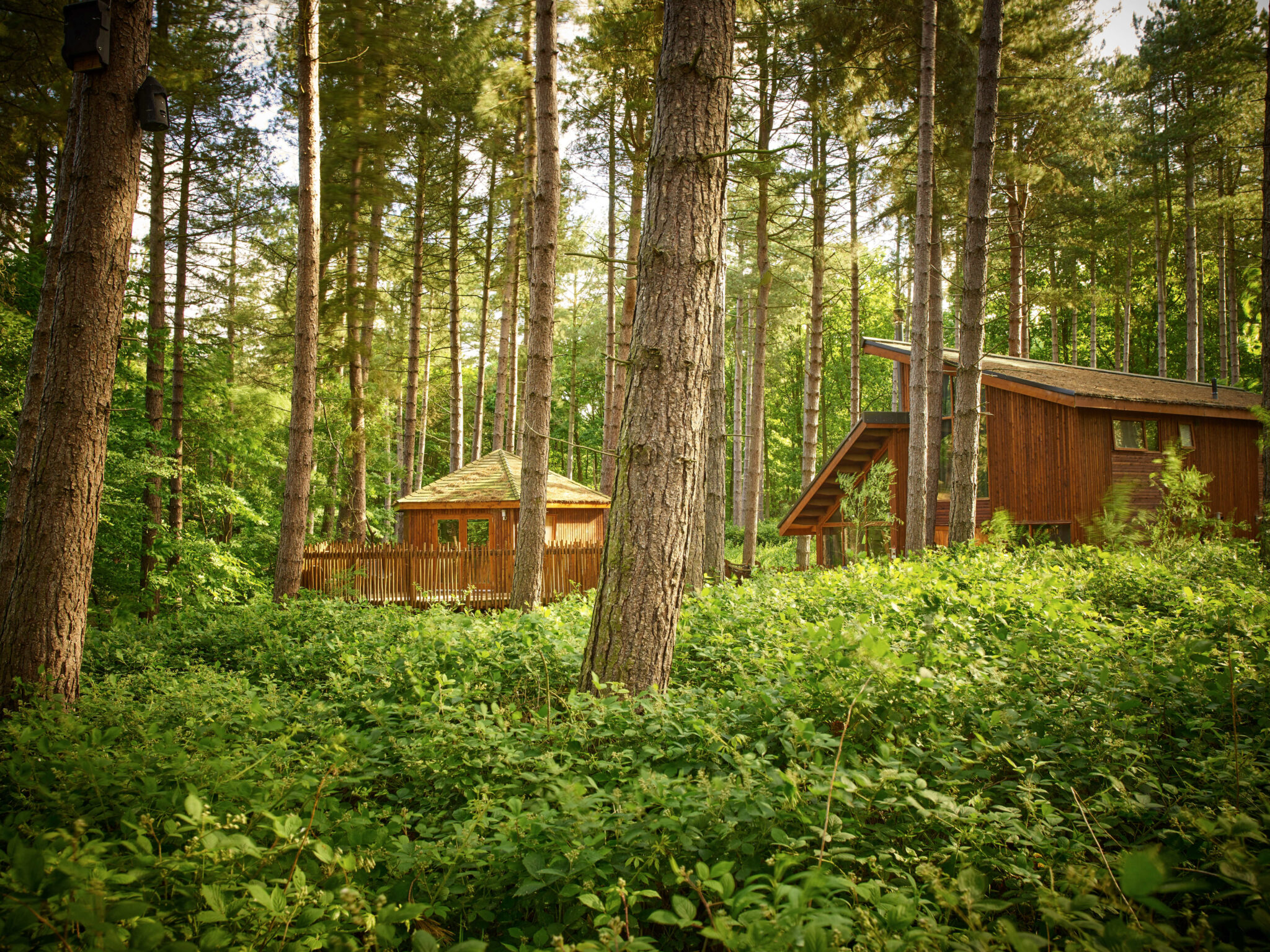 8 Best Forest Holidays For Families – Where To Go With Kids